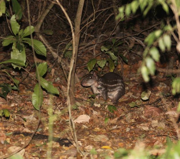 Cuniculus paca | Guía para el manejo de animales silvestres decomisados ...